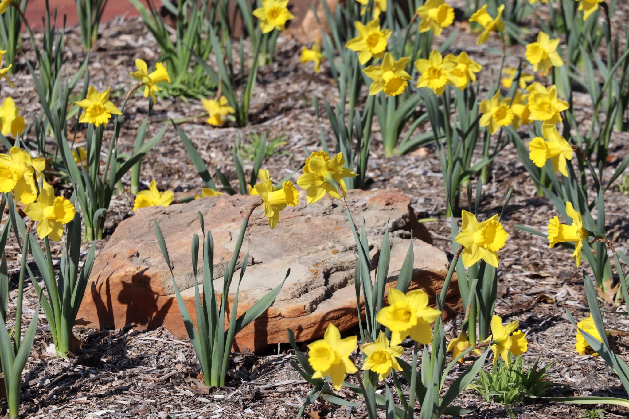 Daffodils bring the promise of spring. - Haven Landscaping and Irrigation